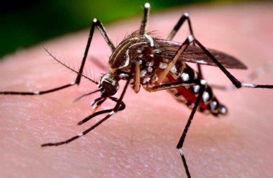 Confirmaron el primer caso de dengue en Roca | La Super Digital