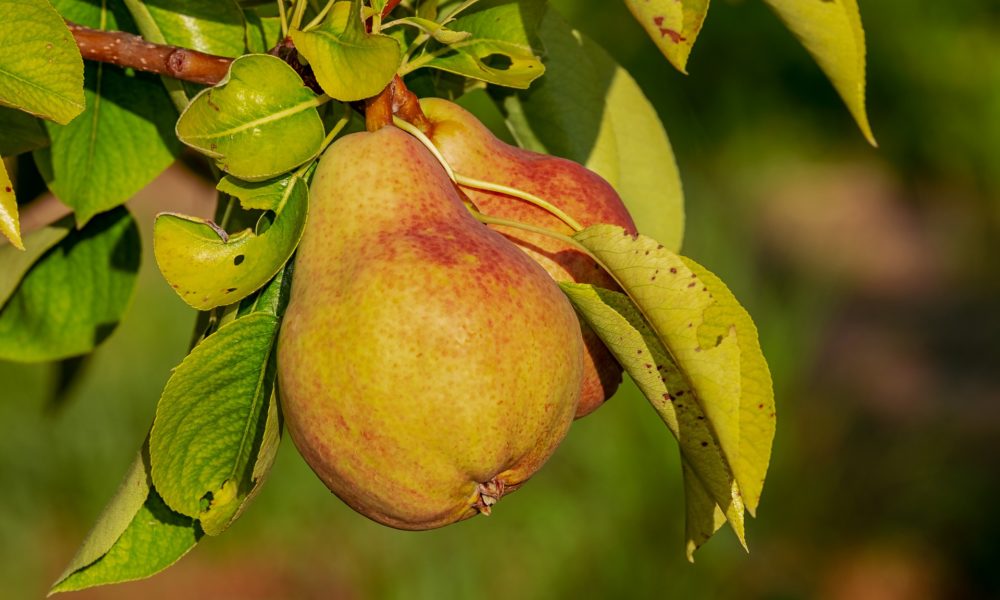 Río Negro logró la primera exportación de peras a Perú | La Super Digital