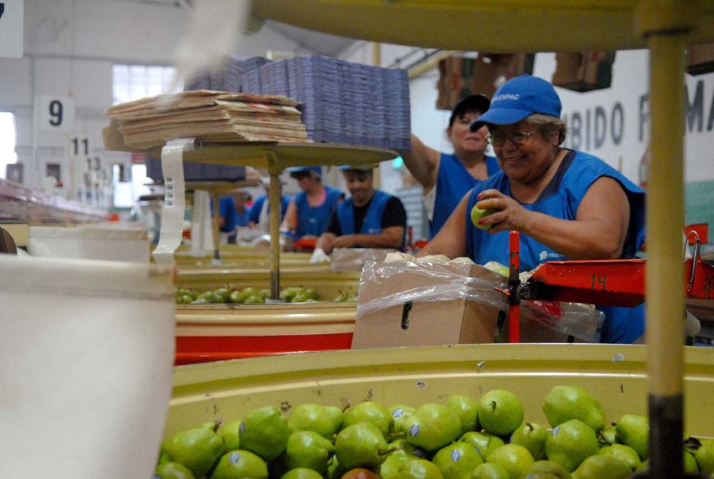 Río Negro logró la primera exportación de peras a Perú | La Super Digital